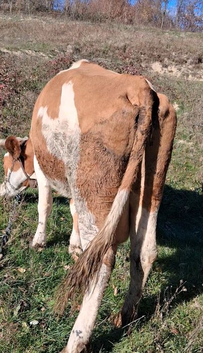 Vand vaca cu vițea Varfurile • OLX.ro