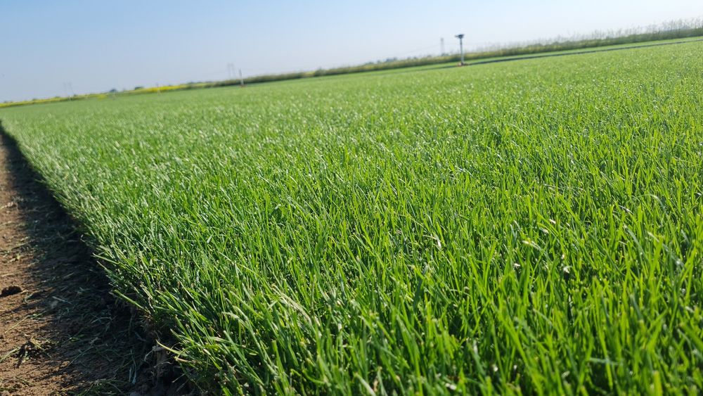 Gazon rulou sport premium și sistem automat de irigație Bistrita • OLX.ro