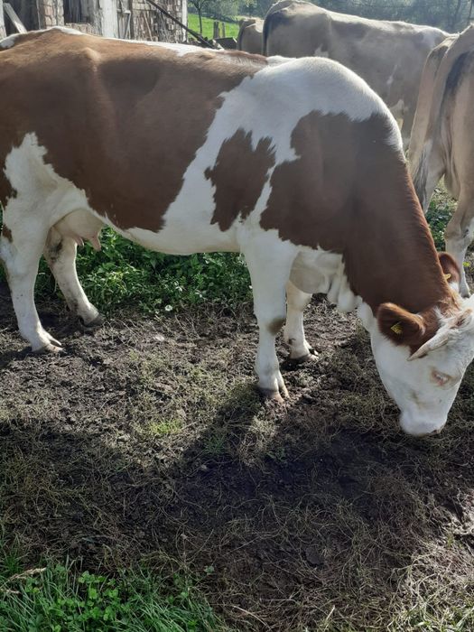 Vând vacă baltata Abrud • OLX.ro