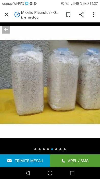 Miceliu Pleurotus(Mai,Iunie) Oradea • OLX.ro