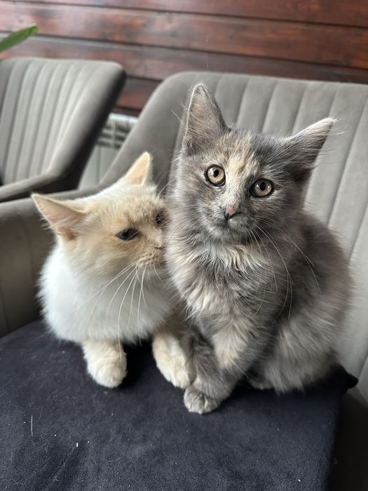 Pui pisica, Turkish blana lunga, gri-albastru, 4 luni Focsani • OLX.ro