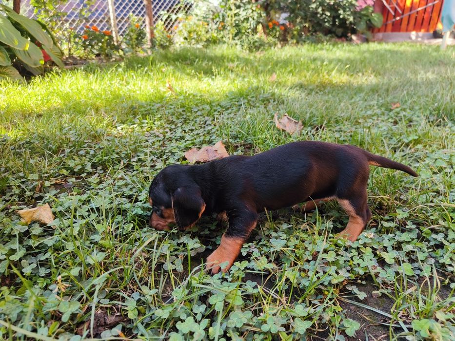 Pui teckel/dachshund femelă negru cu pete de foc Turda • OLX.ro