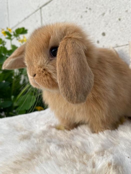 Iepuri pitici de companie berbec pitic/cap de leu/olandez pitic/mini ...