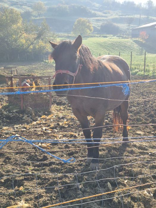 Vand iapa de 4 ani Teleac • OLX.ro