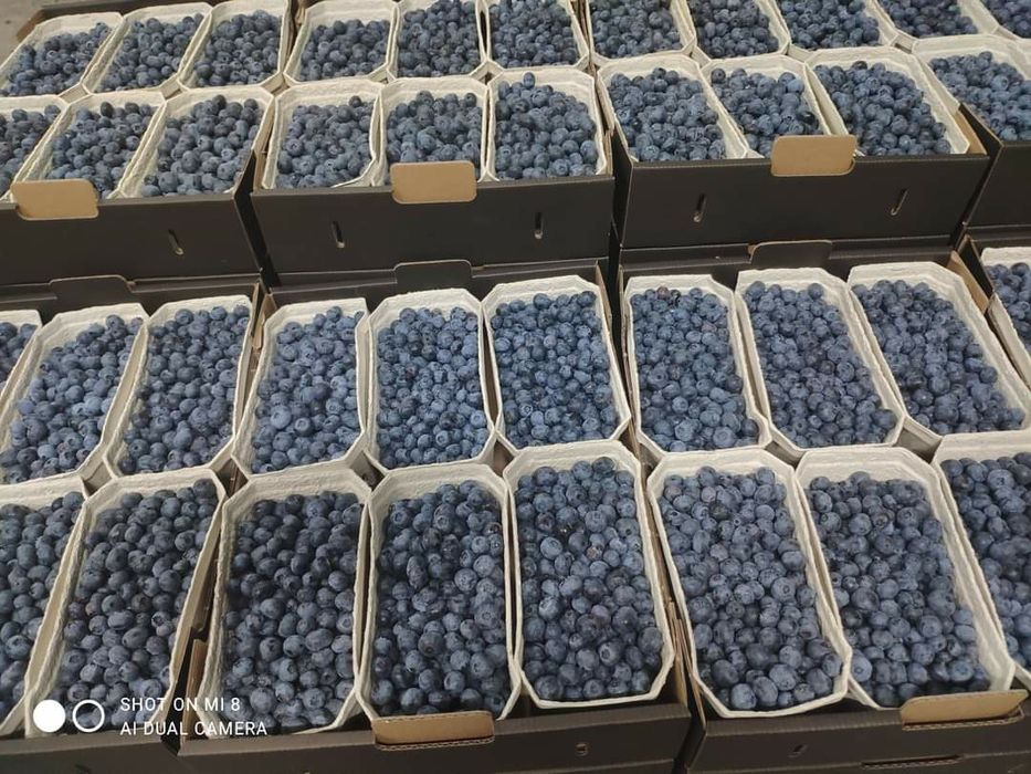 Vand afine de cultura Budureasa • OLX.ro