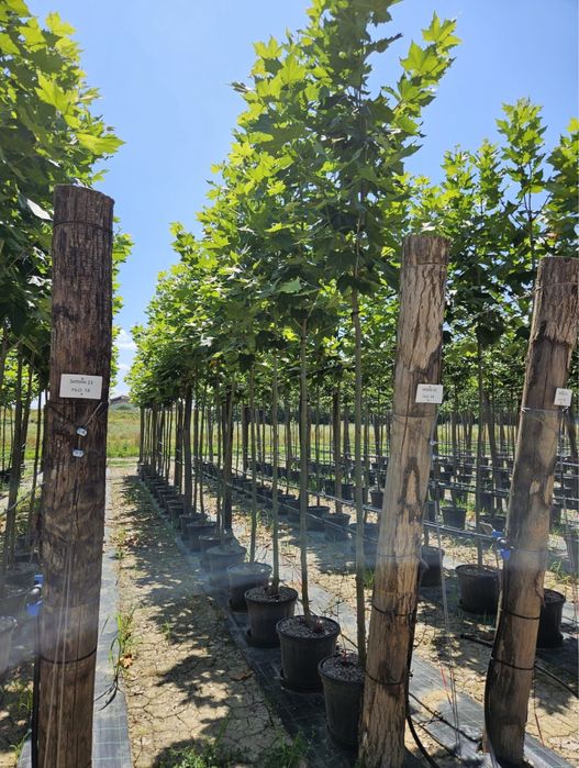 Catalpa, copaci cu coroana formata, ciuperca, mesteacan, tei, platan ...