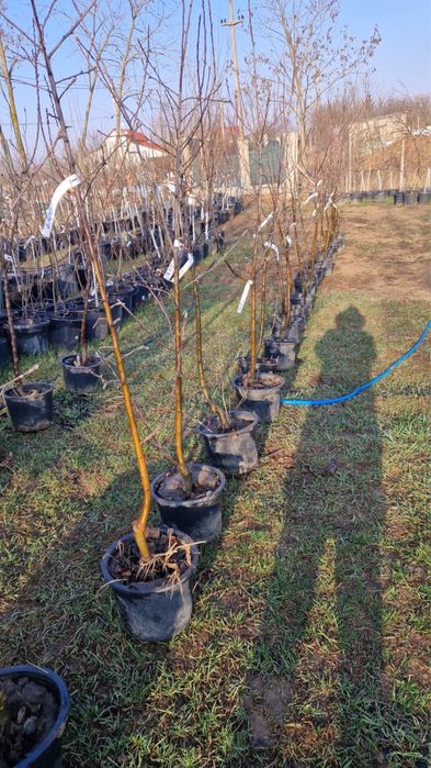 Pomi fructiferi columnari /pe rod Balotesti • OLX.ro