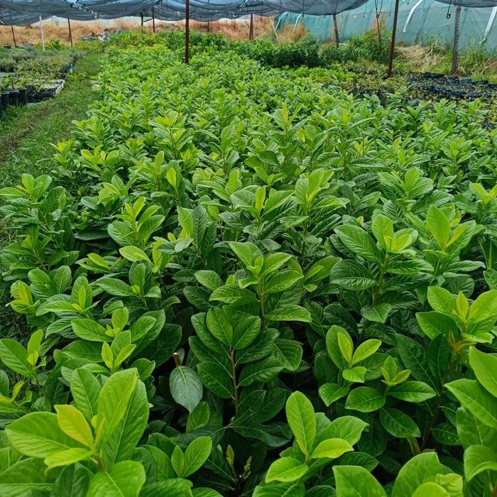 Лавровишна за жив плет с Кърнаре • Olx Bg