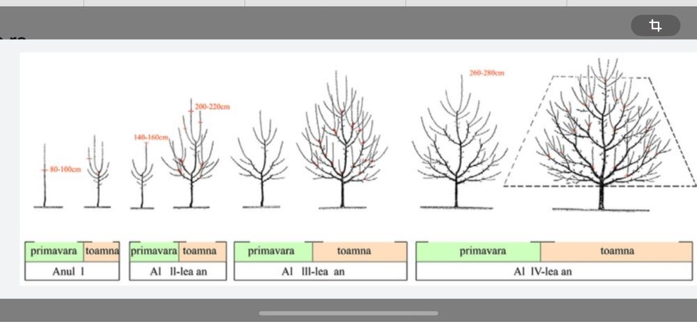 Taieri arbori si pomi fructiferi! Tamasi • OLX.ro