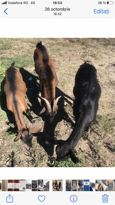 Vand capre Alpine franceze cu genetica buna Targu Jiu • OLX.ro