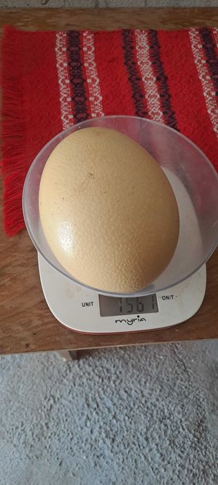 Oua de strut african Campulung • OLX.ro