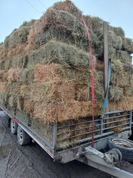 Baloti de fan, lucerna, paie, otava Onesti • OLX.ro