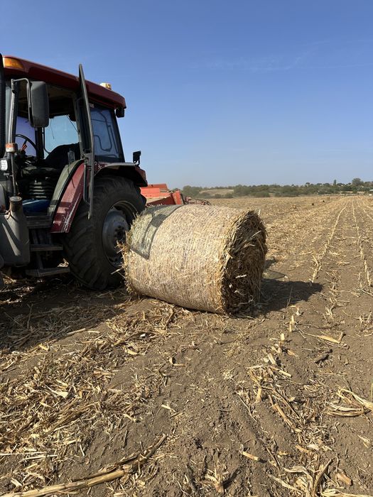 Baloti coceni pătrați/rotunzi pe plasă nerecoltați cu drugi Arcesti-Cot ...