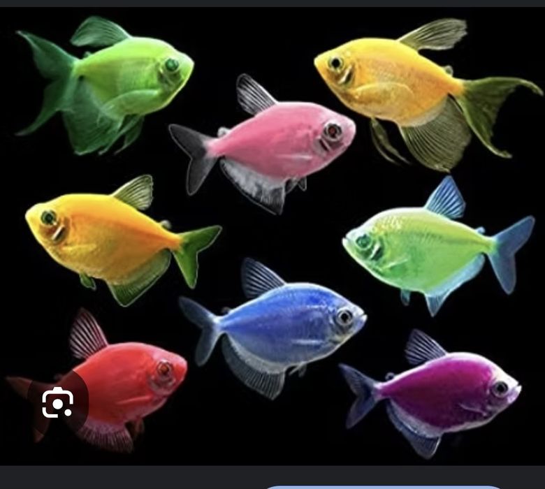 Pesti tetra glow Bucuresti Sectorul 4 • OLX.ro