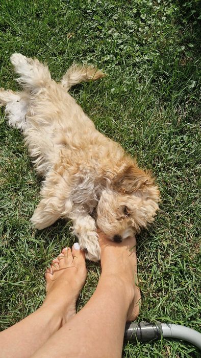 Donez Bichon - Poodle maro Giarmata • OLX.ro