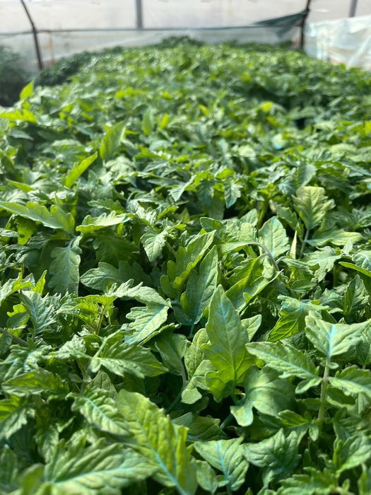 Rasad rosii, ardei, vinete, castraveti, flori, aromatice/rasaduri 2024 ...