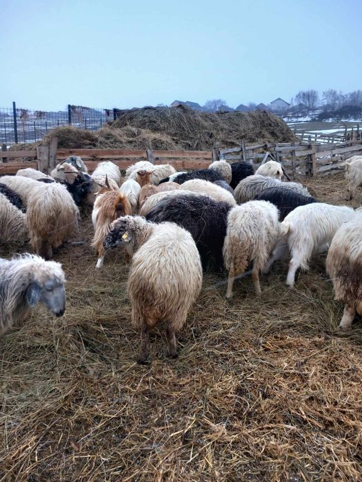 Vând oi 100de bucăți 500bucata și capre 100 de bucăți Mironeasa • OLX.ro