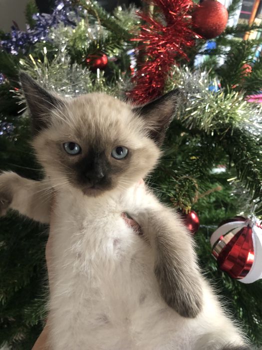 Puiut ragdoll! Poze reale! Bragadiru • OLX.ro