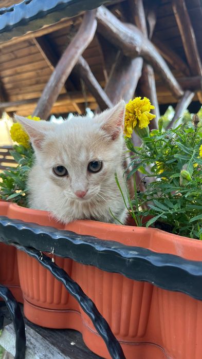 Pisoi adorabili - Adoptie - Falticeni Falticeni • OLX.ro