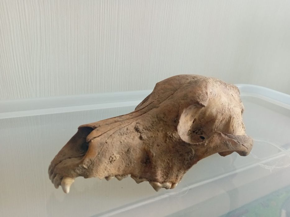 Craniu de lup real Zalau • OLX.ro