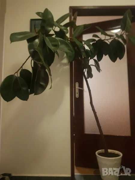 Фикус - височина 190 см гр. София Младост 1 • OLX.bg