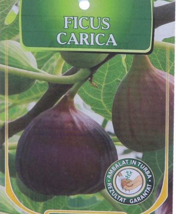 Smochin : soiul ficus carica si black mission Timisoara • OLX.ro