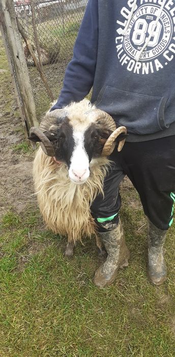 Berbec de vânzare Parva • OLX.ro