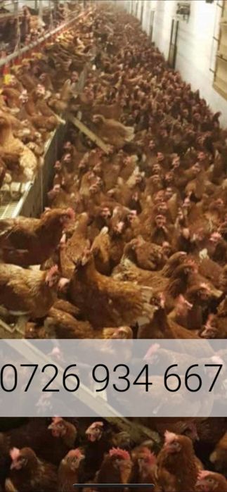 Gaini Rosii Outoare Baia Mare • OLX.ro