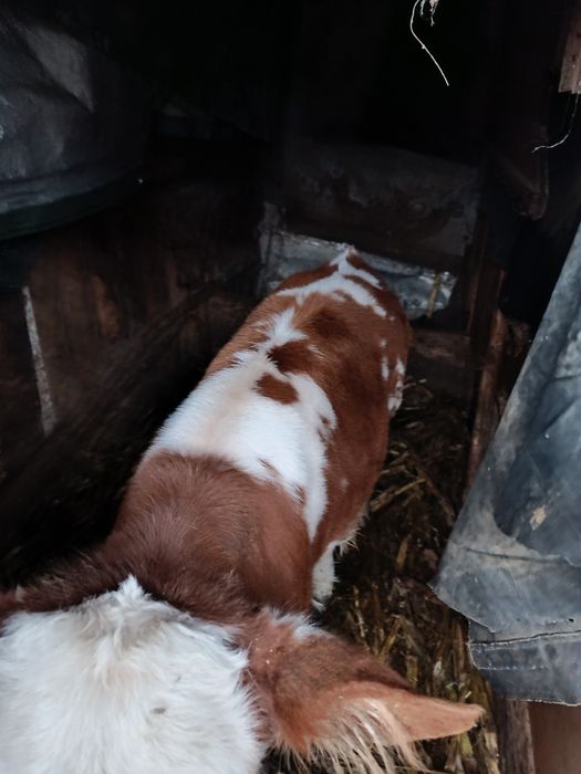 Vand vitica baltata Veresti • OLX.ro