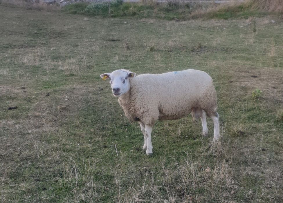 Berbeci rasă texel Bistrita • OLX.ro