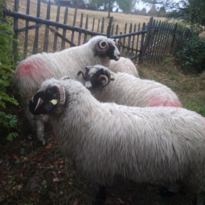 Berbeci de vânzare PETROȘANI ARON Petrila • OLX.ro