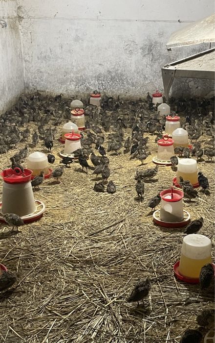 Pui de fazan comun si tenebros la 21 zile cu livrare Iasi • OLX.ro