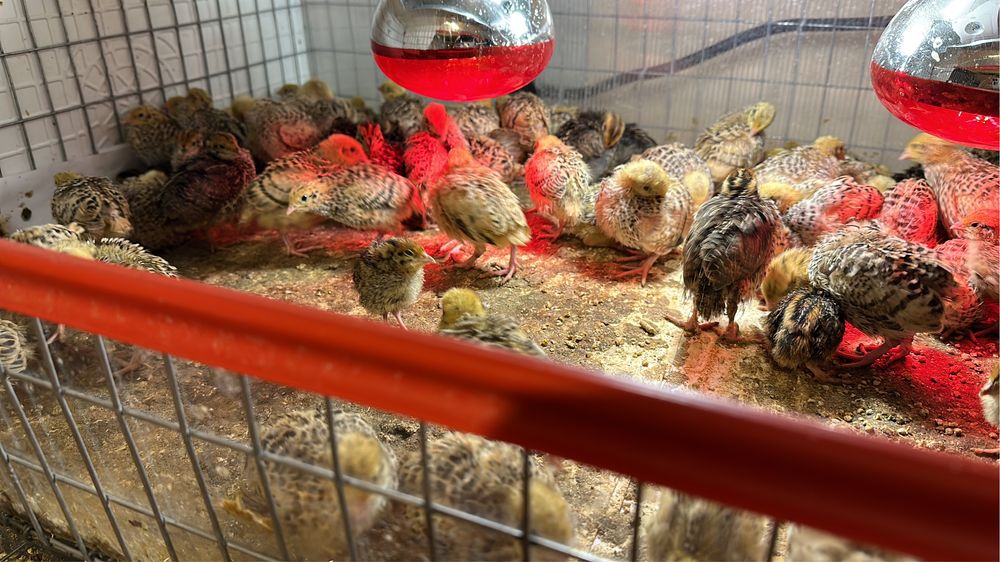 Pui de Prepelite Pitesti • OLX.ro