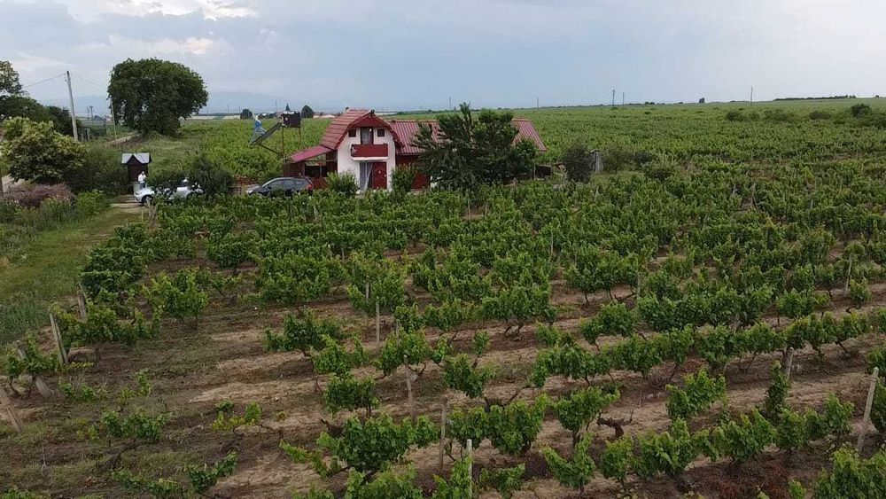 Vand podgorie matura 22500 mp cu casa si crama langa Panciu si Focsani ...