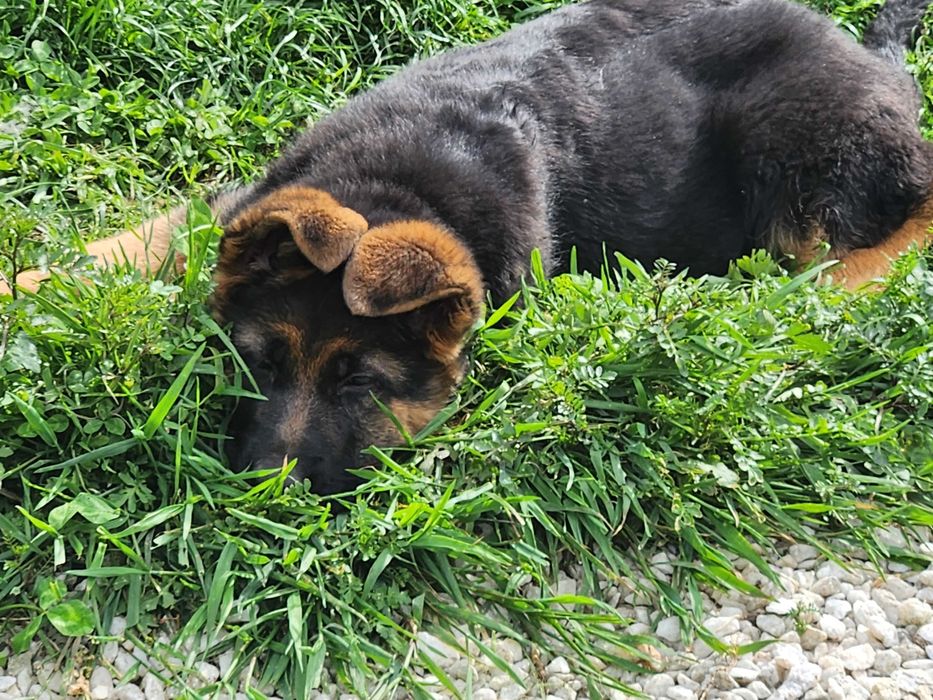 Catelusa ciobanesc german 3 luni exemplar deosebit, parinti titrati ...