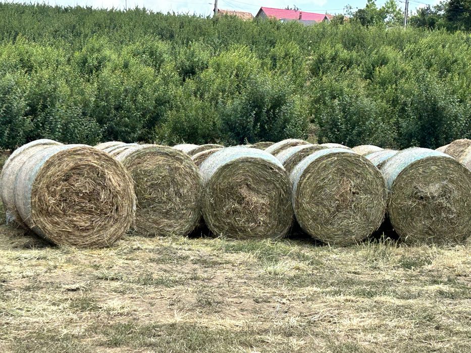 Baloti lucerna !!! Randul 1 de coasa - pret si detalii in privat ...