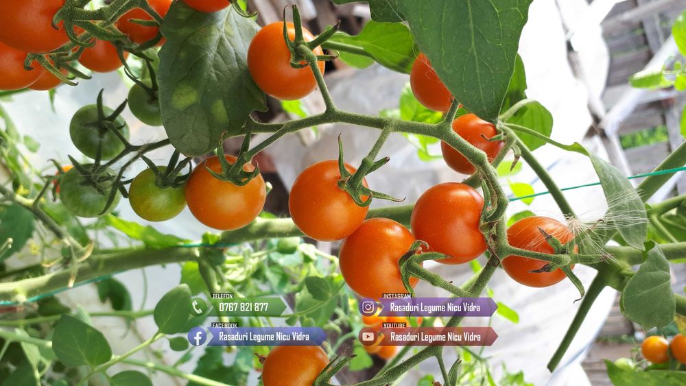 Vand Rasad | Rasaduri Rosii Cherry si Diverse Specialitati 2024 ...