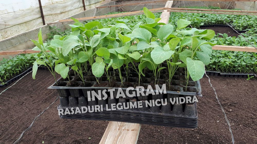 Rasaduri legume : Rasad rosii / tomate ardei castraveti vinete salata ...