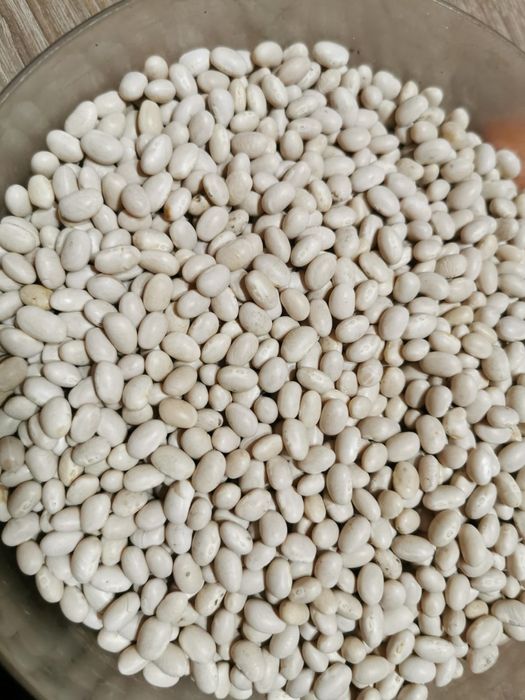 fasolita de vanzare ' Anunturi ' OLX.ro