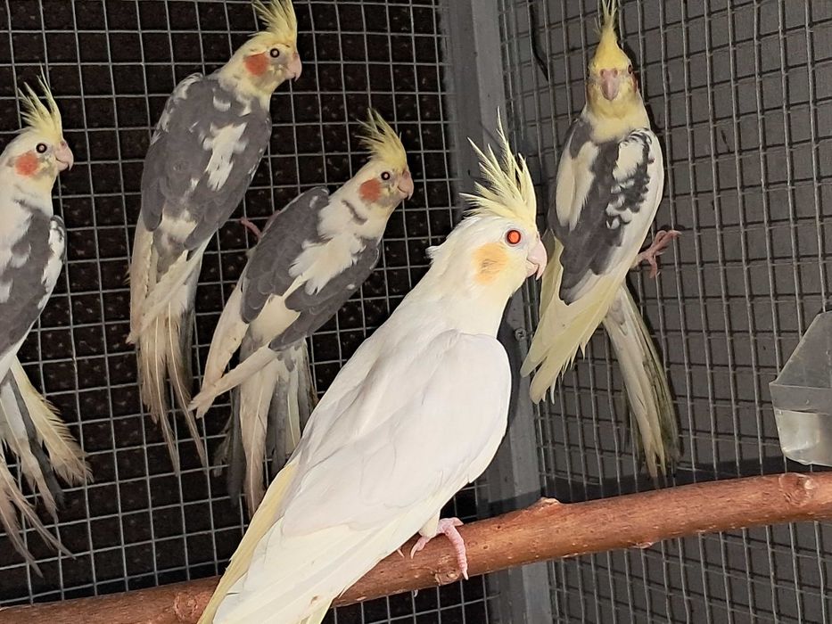 Papagali nimfe si pyrrhura Tecuci • OLX.ro