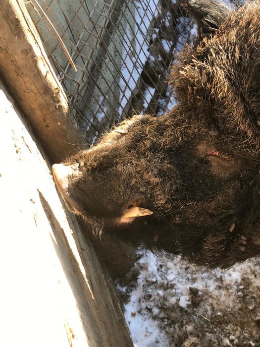 Trofeu de mistret Saru Dornei • OLX.ro