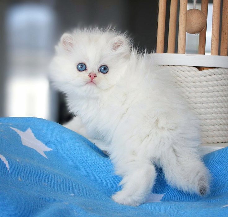 British white puiut frumos Bucuresti Sectorul 5 • OLX.ro