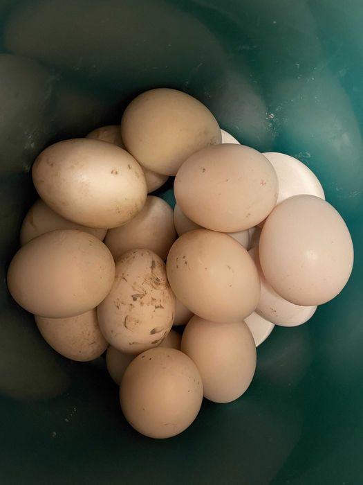 Oua rata leseasca pt incubat / oua rata muta/ oua incubat/ oua rata ...