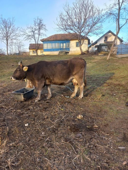 Se vinde vitel si vaca Racoviteni • OLX.ro