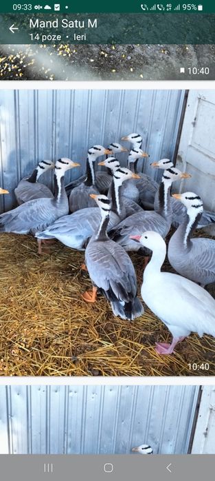 Lebede negre tineret și mature Afumati • OLX.ro