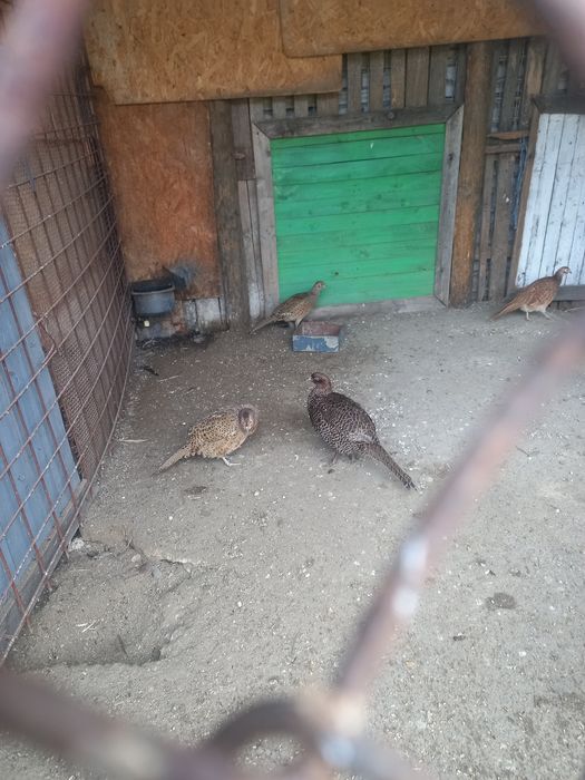 De vânzare găini de mătase, găini Hamburg, porcușori de guineea, fazan Rasimnicea • OLX.ro