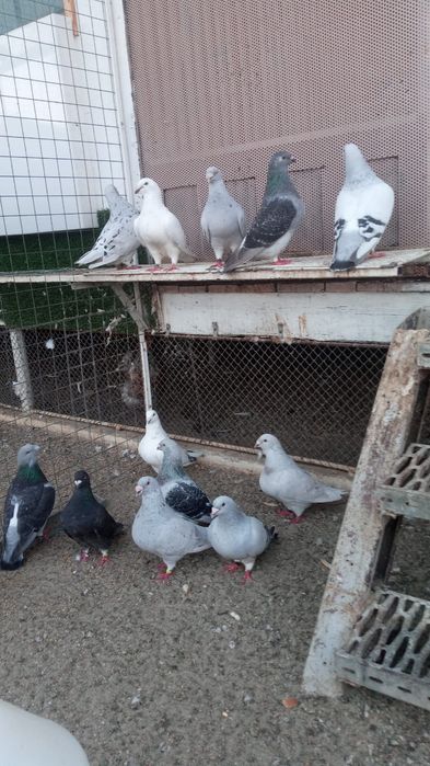 Porumbei standard de vanzare Oradea • OLX.ro