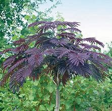 Mimoza pom floare roz Albizia Chocolat-frunza purpurie Domnesti • OLX.ro
