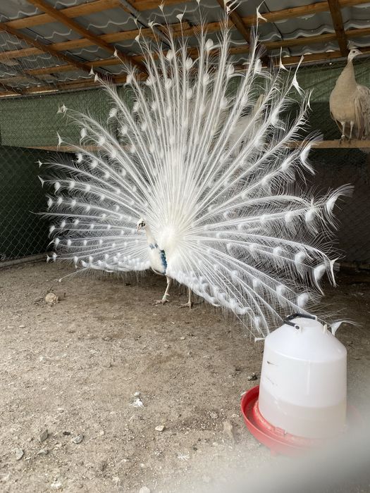 Pauni 2023 Diverse Varietati Targu Jiu • OLX.ro