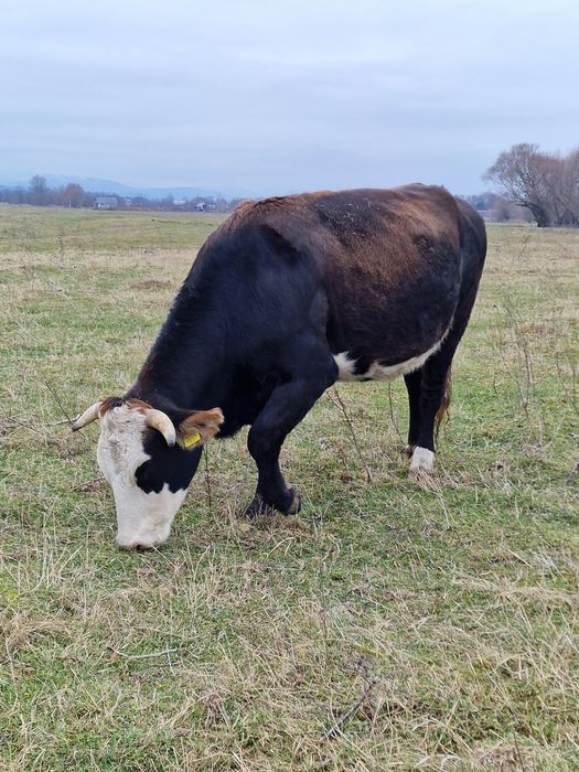 Vaci de vanzare!!! Costisa • OLX.ro